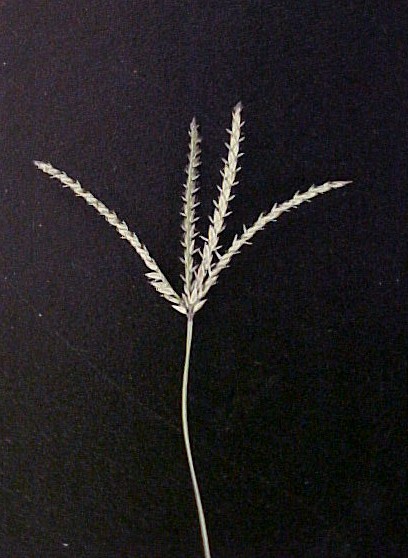 Bermuda Grass Allergen Information And Map Stallergenes Greer